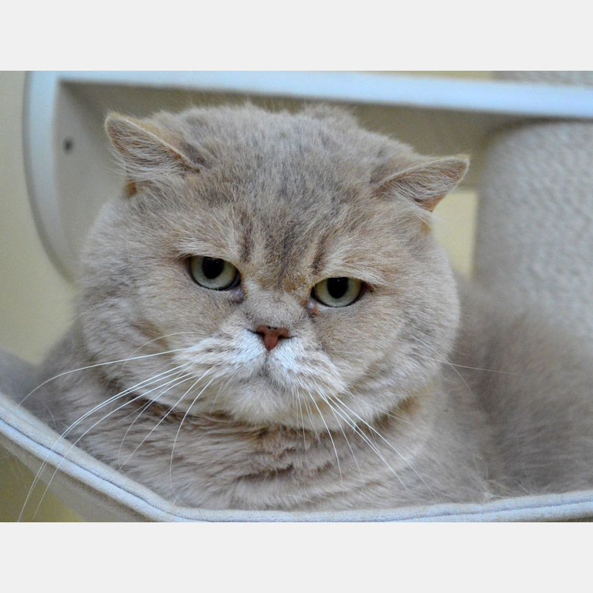 Кот лиловое золото