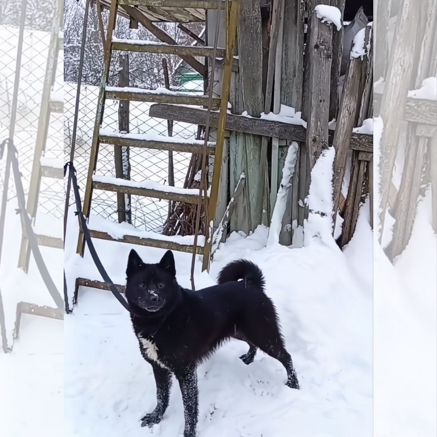 Русско-европейская лайка, щенок