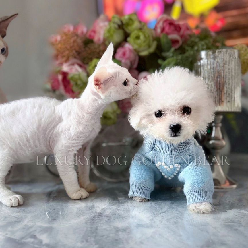 Бишон фризе, щенок