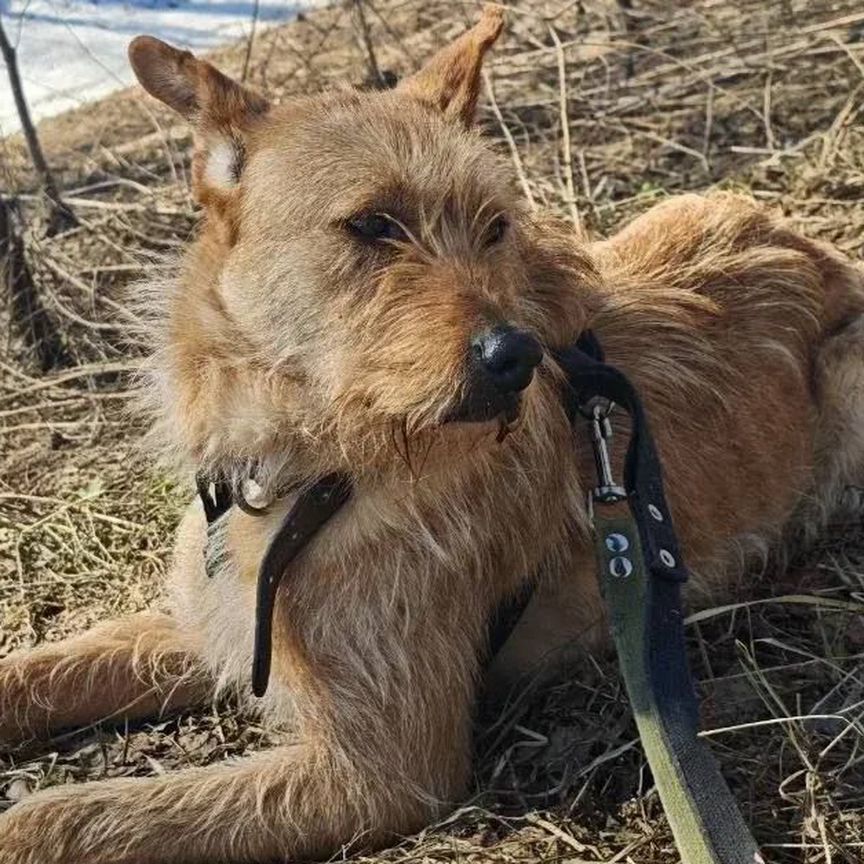 Взрослый пёс в добрые руки