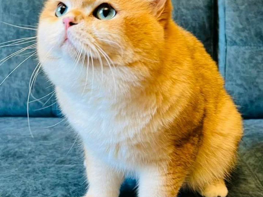 Элитные золотые шиншиллы BRI ny12