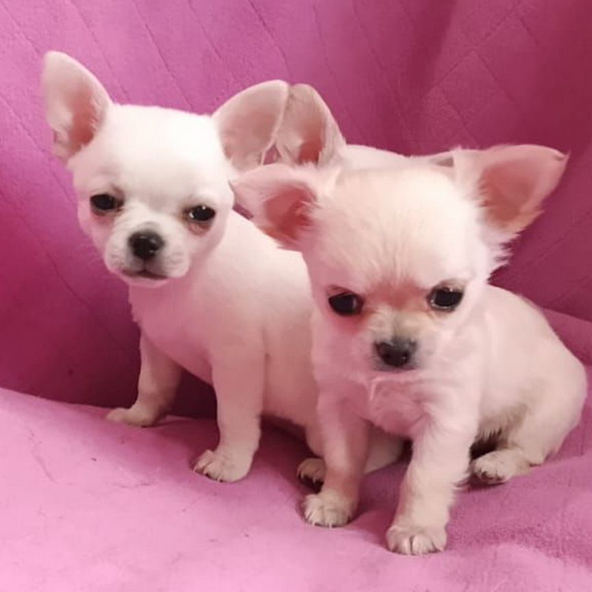 Чихуахуа, щенок