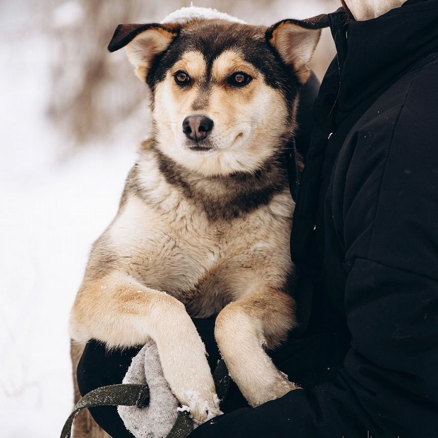 Щенок в добрые руки
