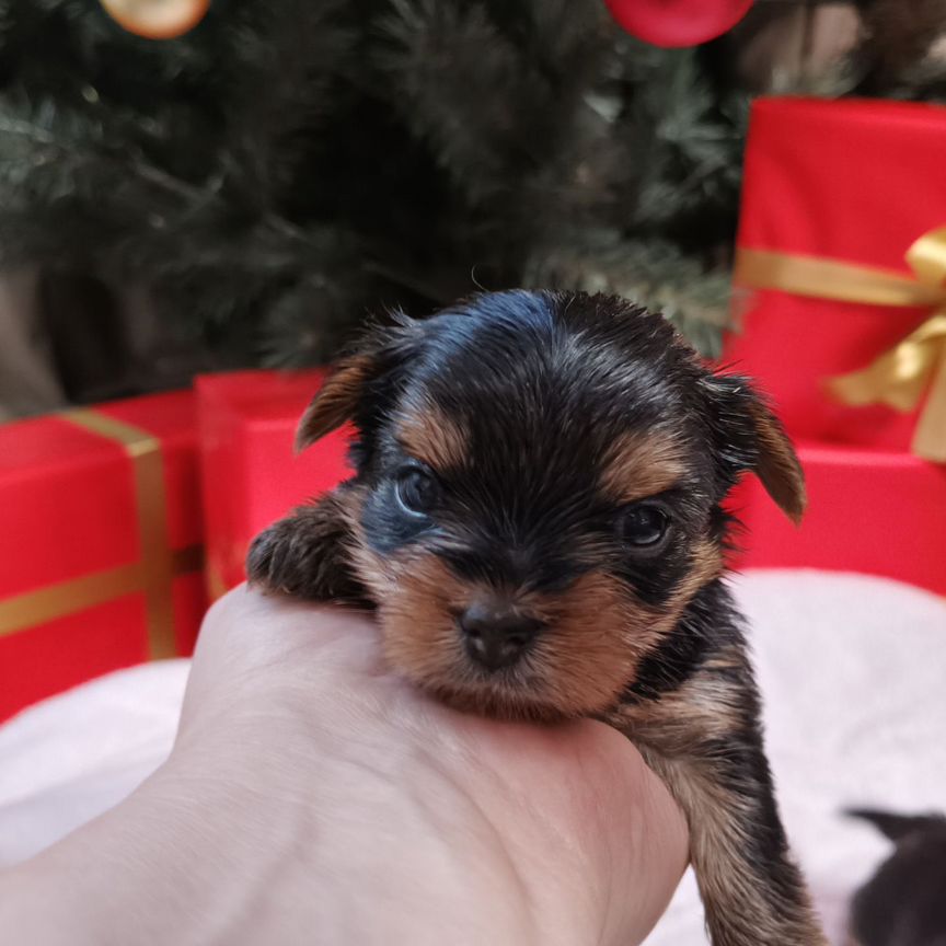 Йоркширский терьер, щенок