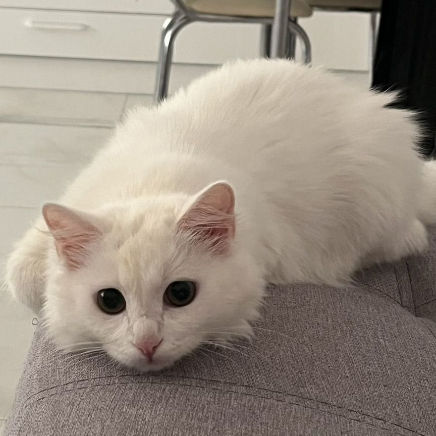 Котенок