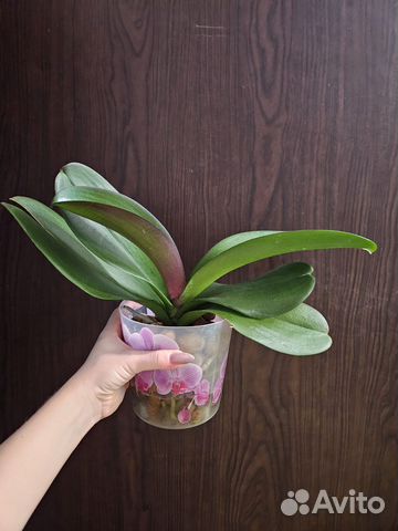 Орхидея фаленопсис джойрайд (joyride) купить в Москве | Товары для дома ...