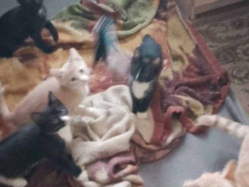 Милые котята ищут себе семью и друга