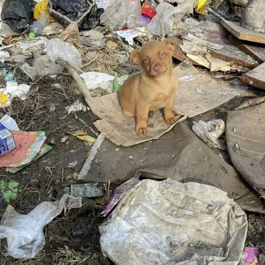 Щенок в добрые руки