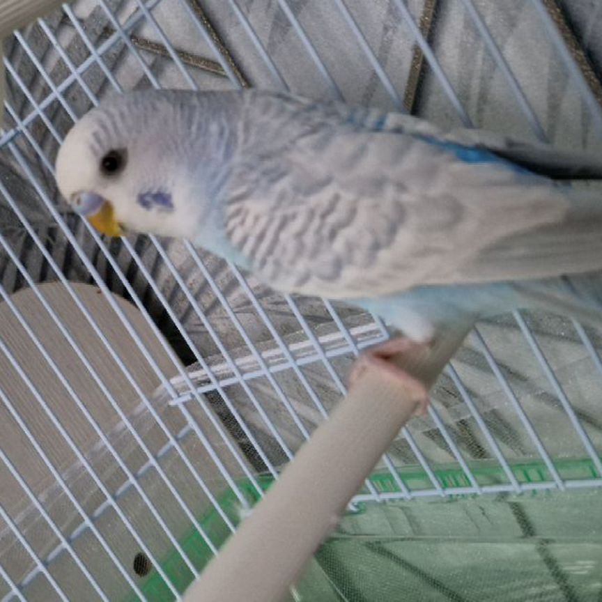 Волнистый попугай