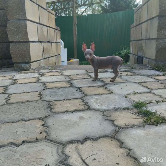 Русский той-терьер щенки большой выбор