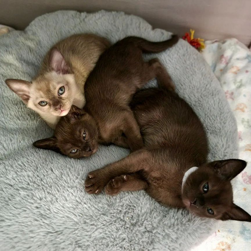 Европейский бурманский котёнок