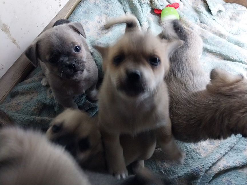 Щинкам полтора месяца едят сами