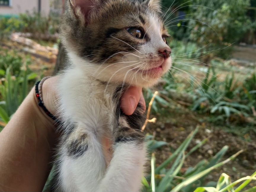 Прелестные котята