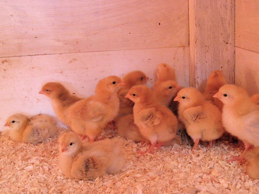 Цыплята цветной бройлер редбро суточные