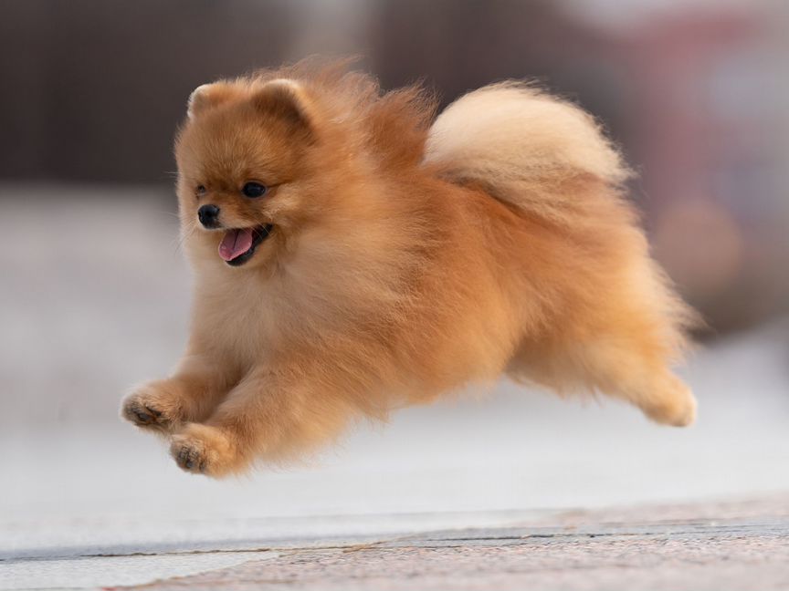 Померанский шпиц мини мишка