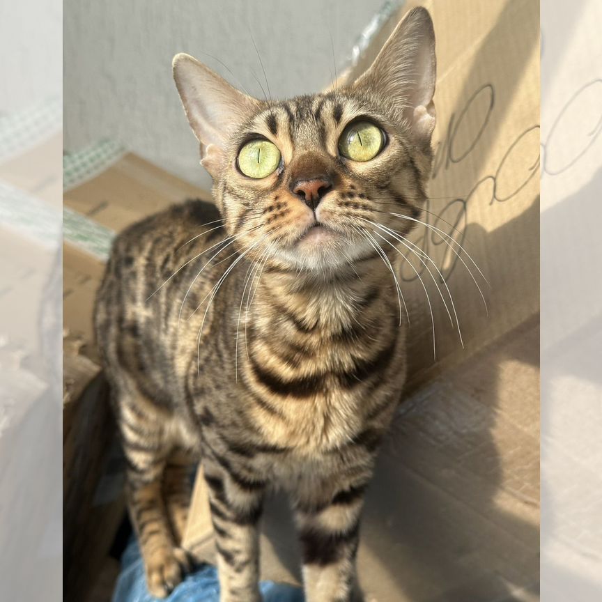 Бенгальская кошка