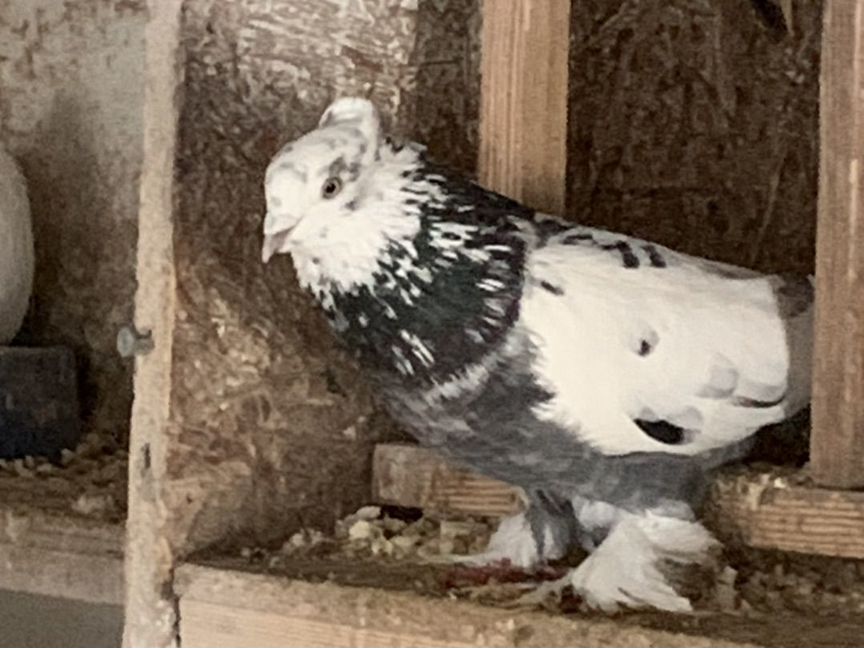 Андижанские голуби