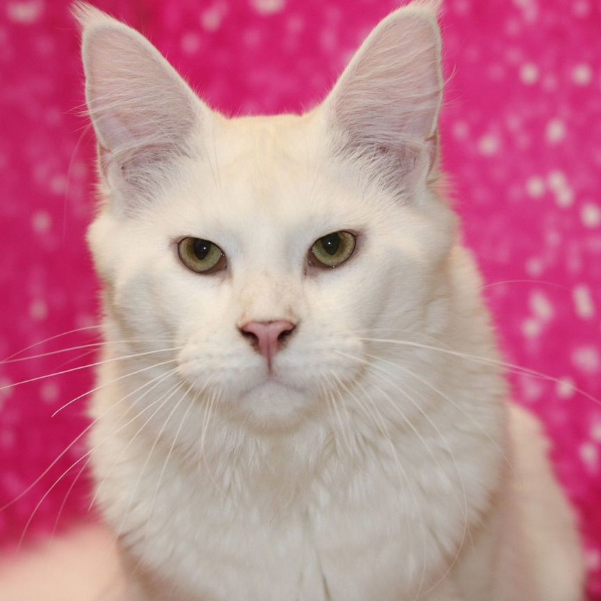 Мейн-кун, взрослый кот