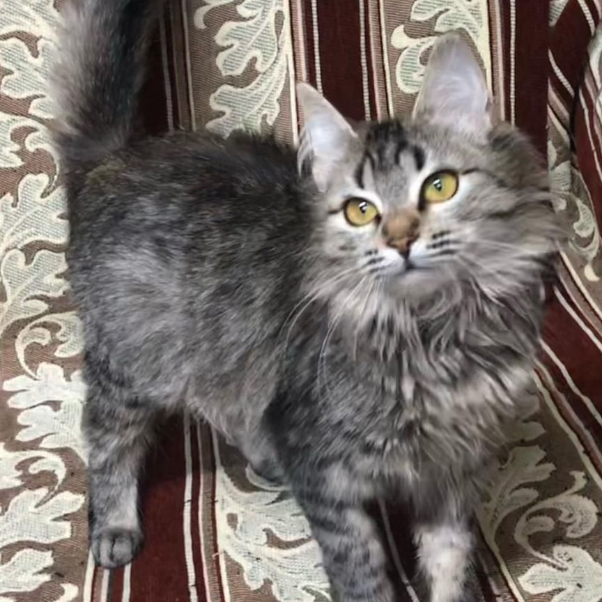 Котенок фенотип норвежской лесной в добрые руки