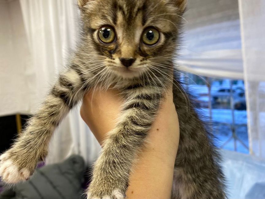 Ласковый котёнок мальчик 1,5 месяца