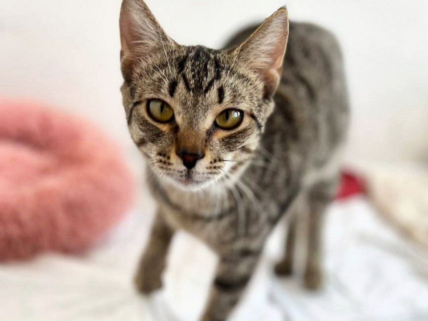 Котик шпротик котенок мальчик кот бесплатно