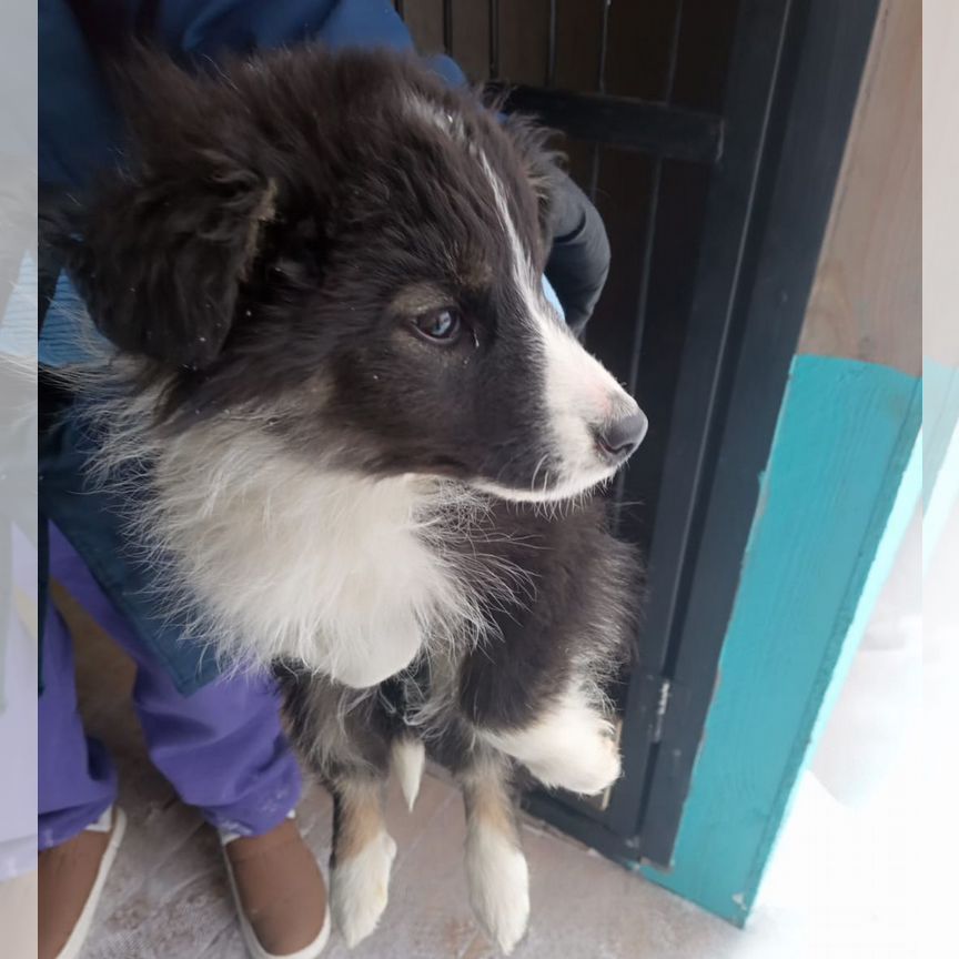 Щенок в добрые руки