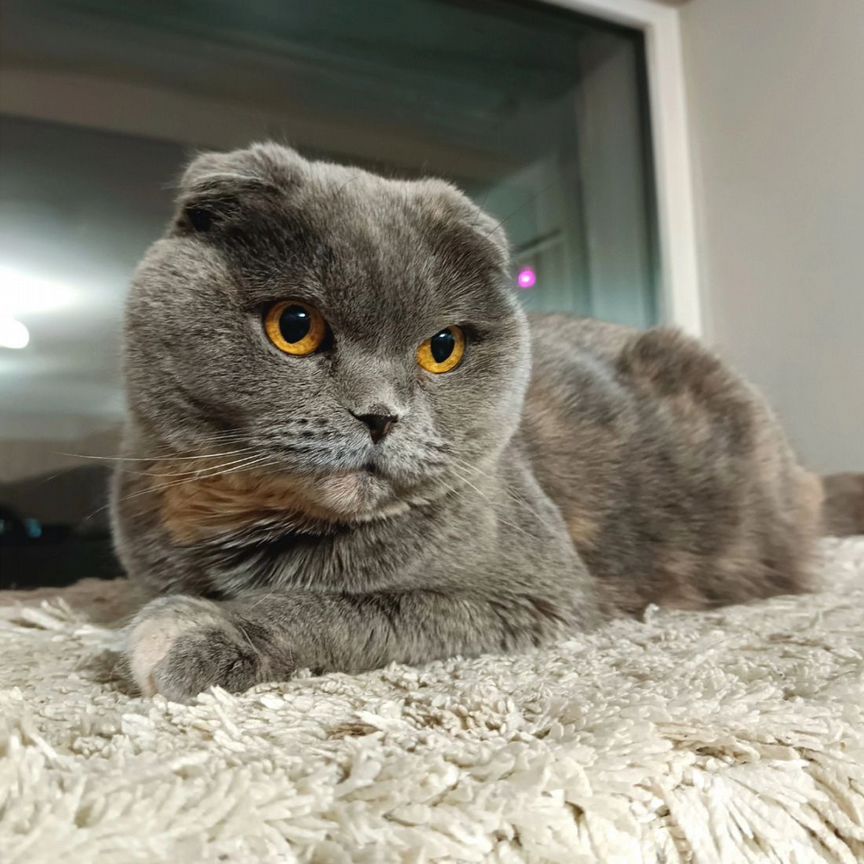 Кошка в дар