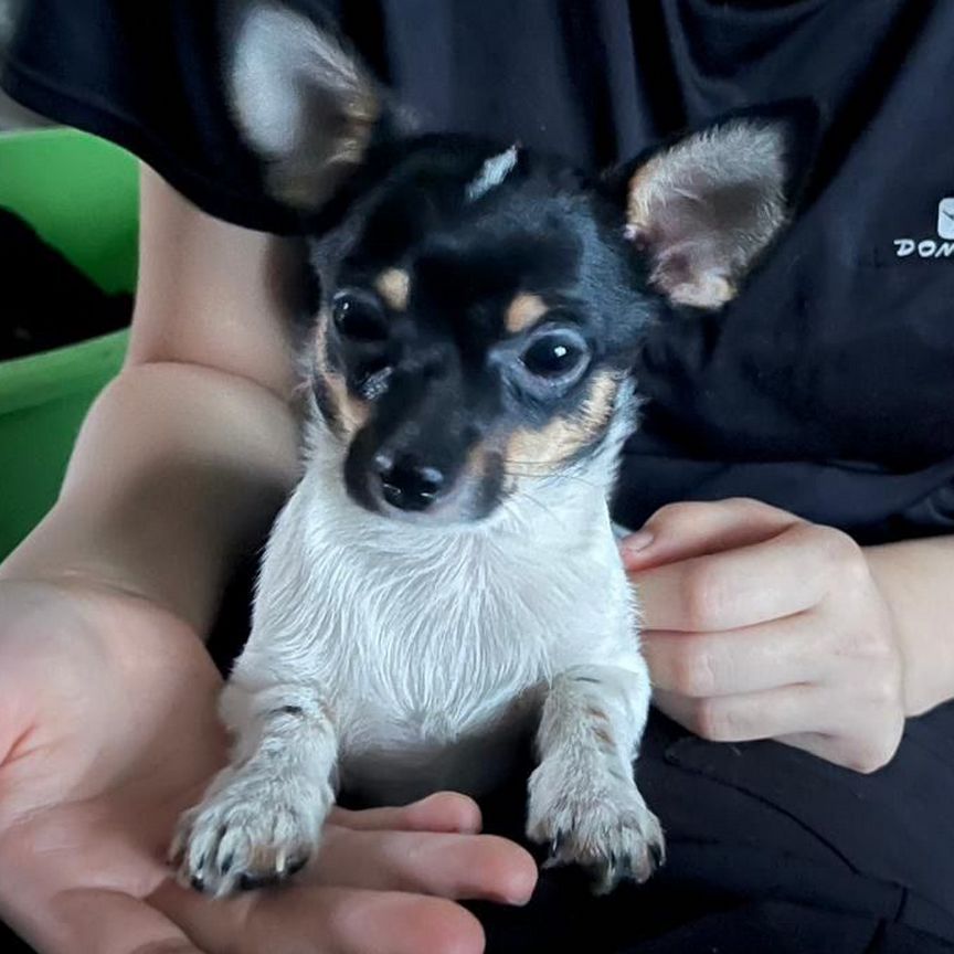 Чихуахуа, щенок