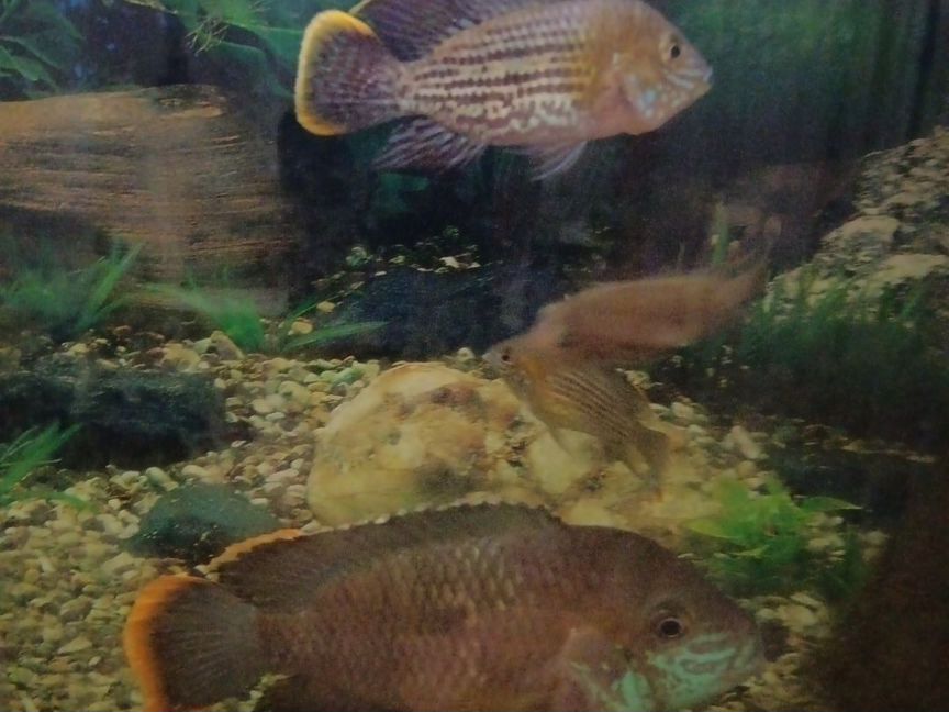 Акара бирюзовая