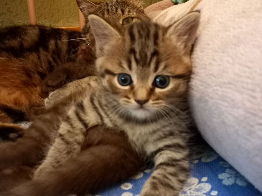 Кошечка