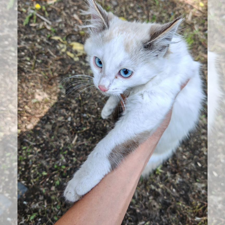 Котенок в добрые руки