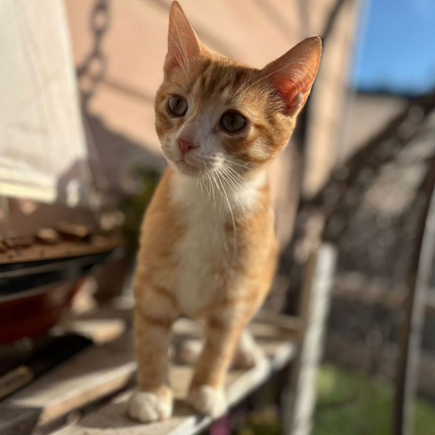 Котёнок в добрые руки