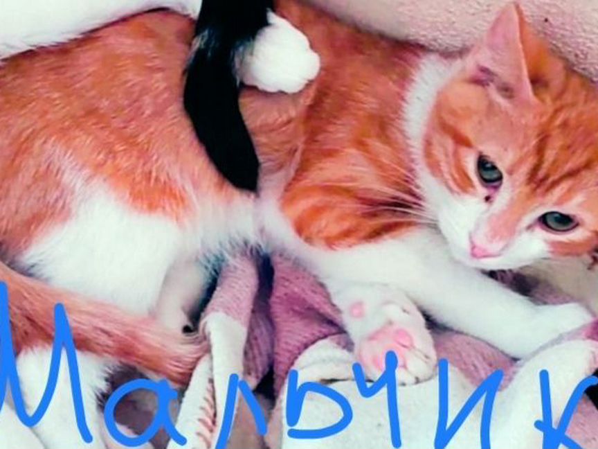 Котенок рыжий около 7 х месяцев