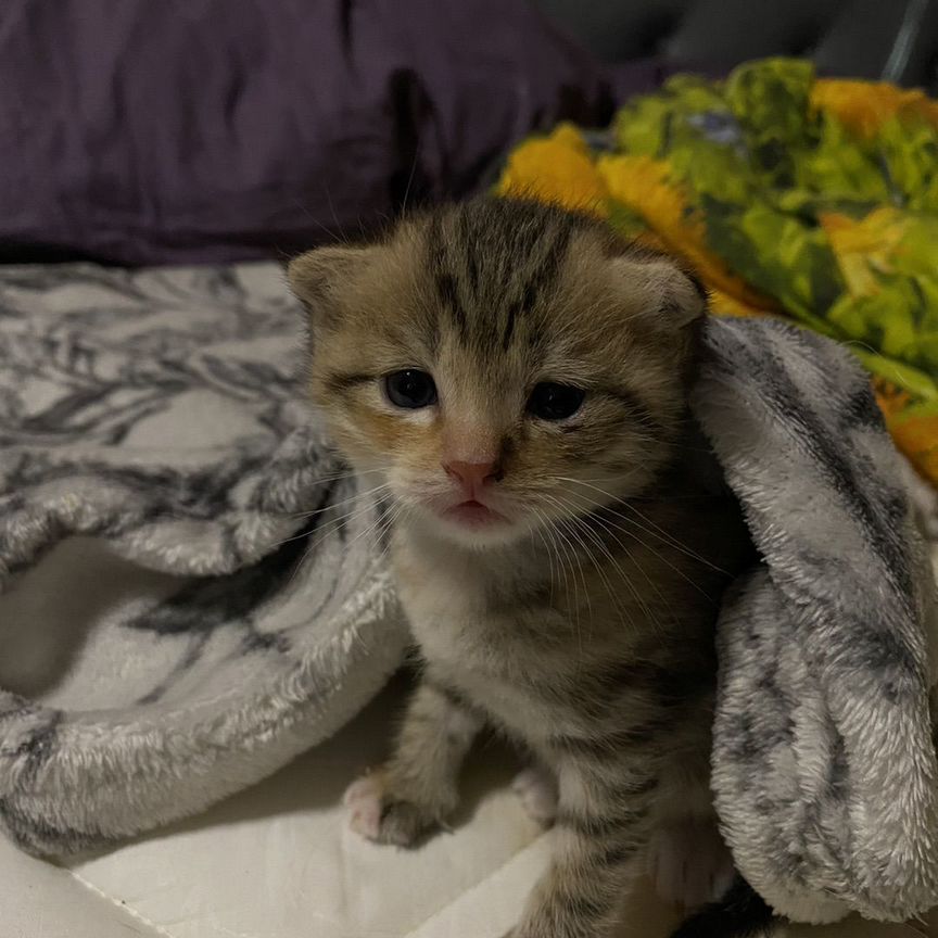 Котята вислоушки