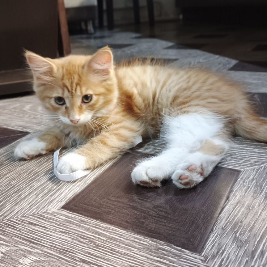 Котёнок в добрые руки