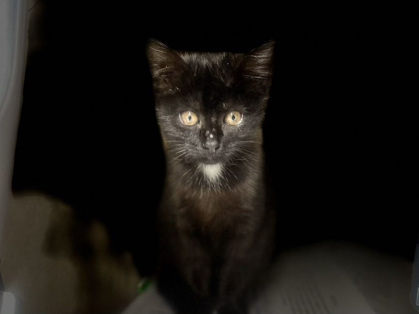 Котенок девочка 2,5 мес