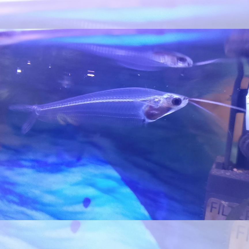 Стеклянный сом