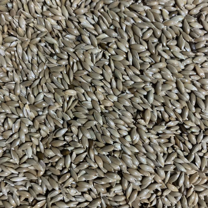 Канареечное семя