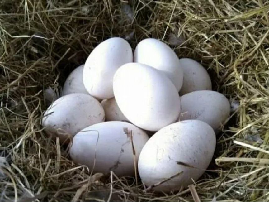 Инкубационное яйцо гусей и уток