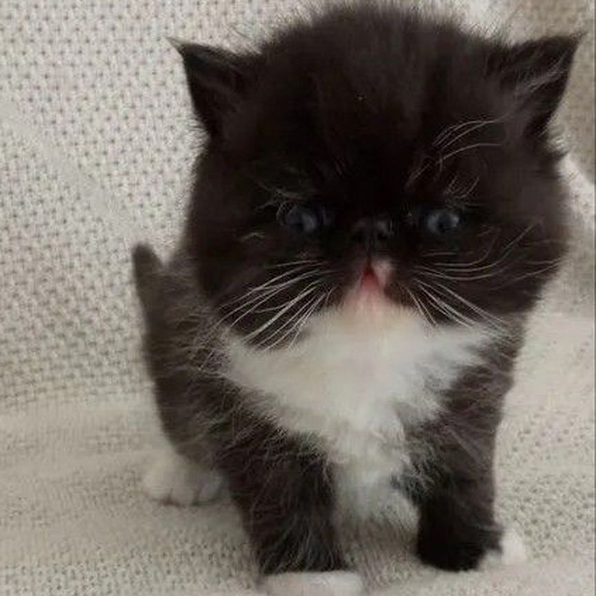 Экзотические котята