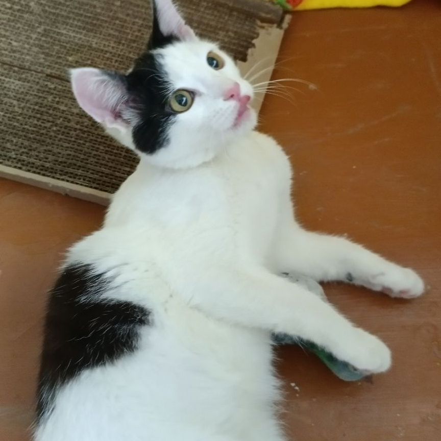 Котёнок в добрые руки