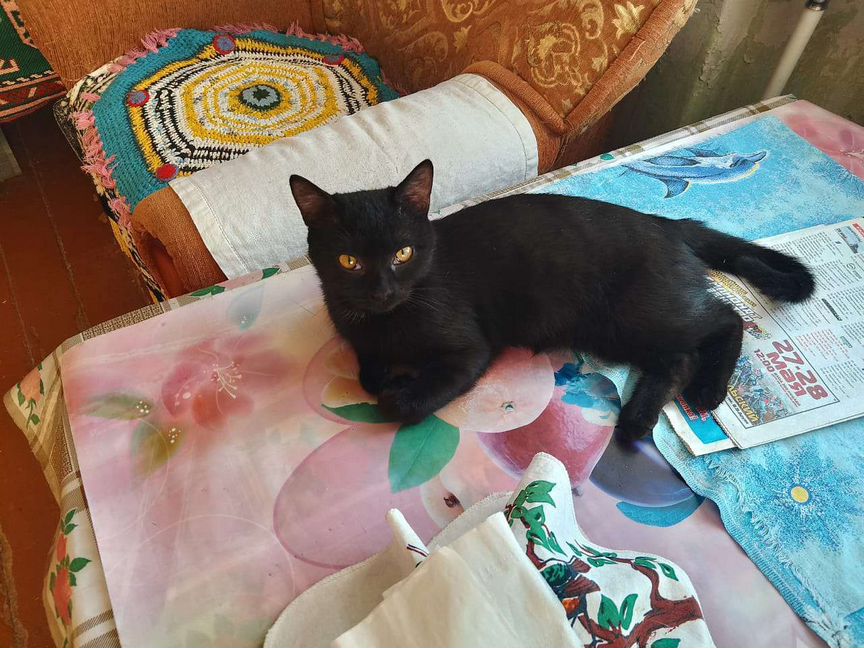 Котик подросток ищет дом