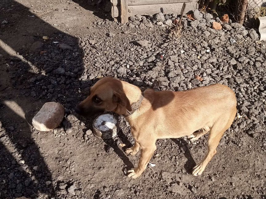 Собака в добрые руки