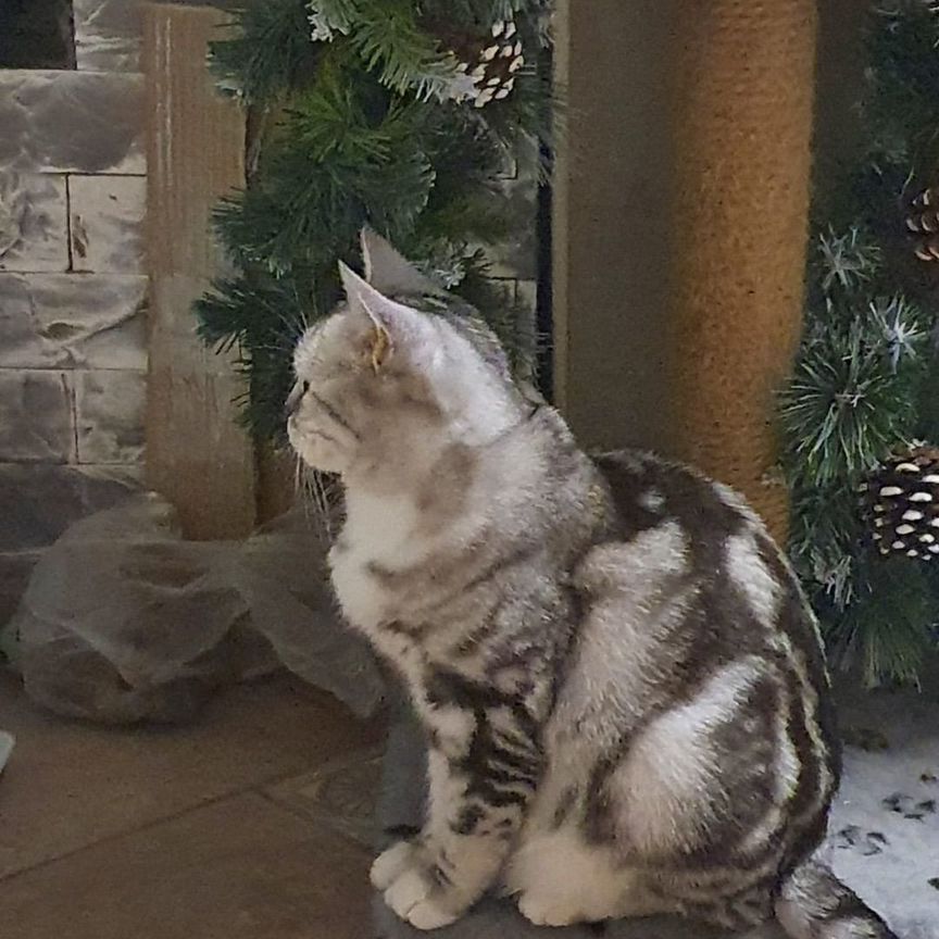 Отдам кошку в добрые руки бесплатно