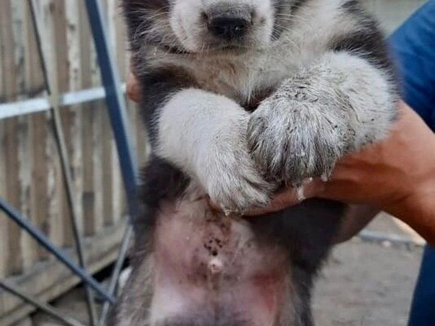 Мальчик и девочки в дом и квартиру