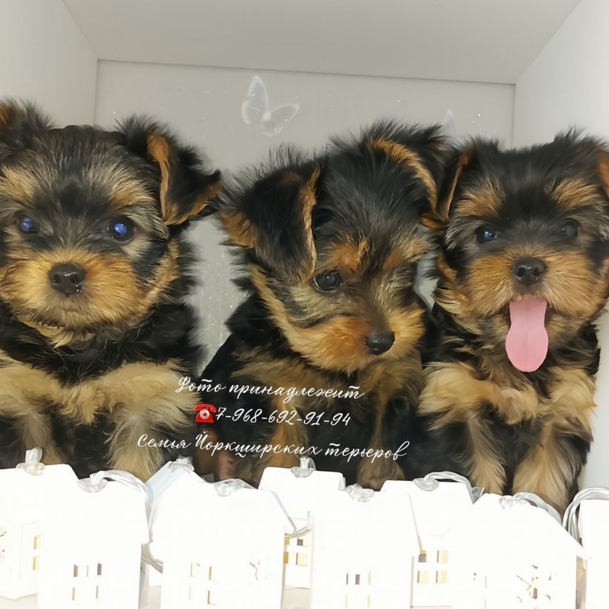 Йоркширский терьер, щенок