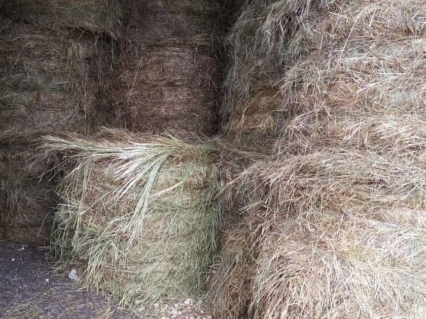 Продам Сено