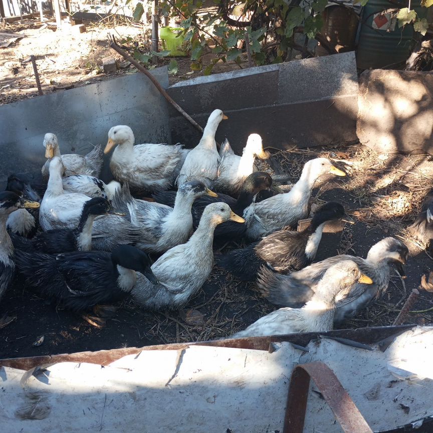 Продаю уток