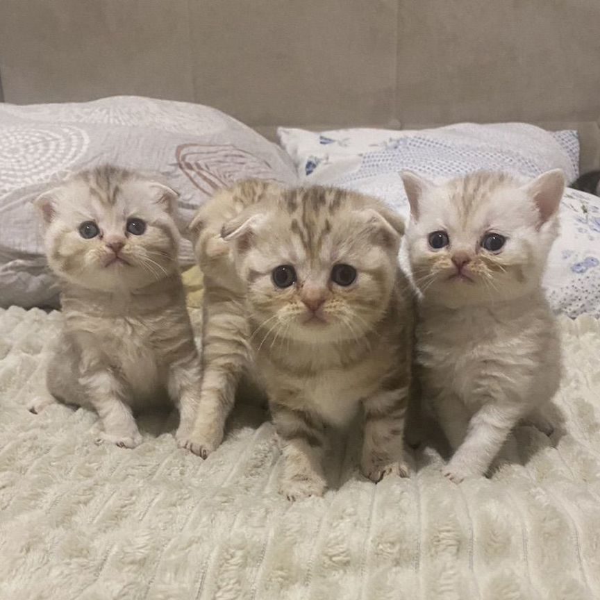 Шотландский вислоухий короткошёрстный котёнок