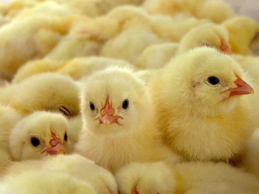 Цыплята бролера рос 308 Партугалия